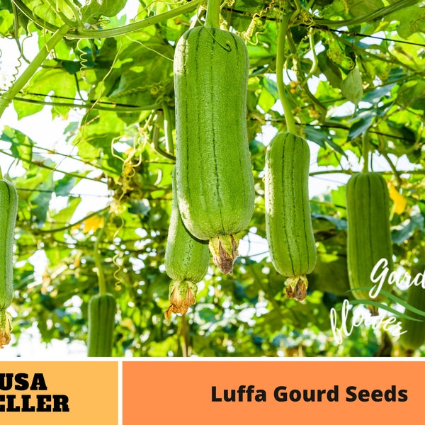 Luffa Seeds - Etsy