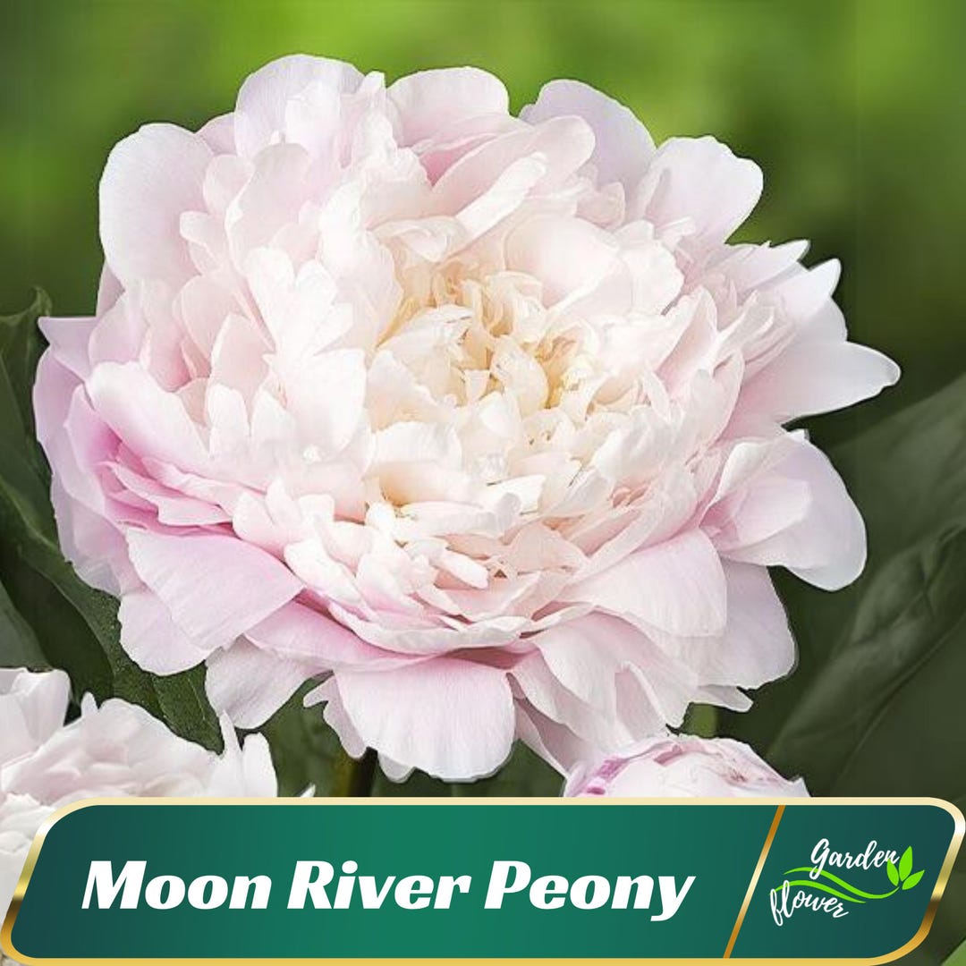 10+ Rare Seeds| Moon River Peony Seeds - Perennial - Authentic Seeds ...