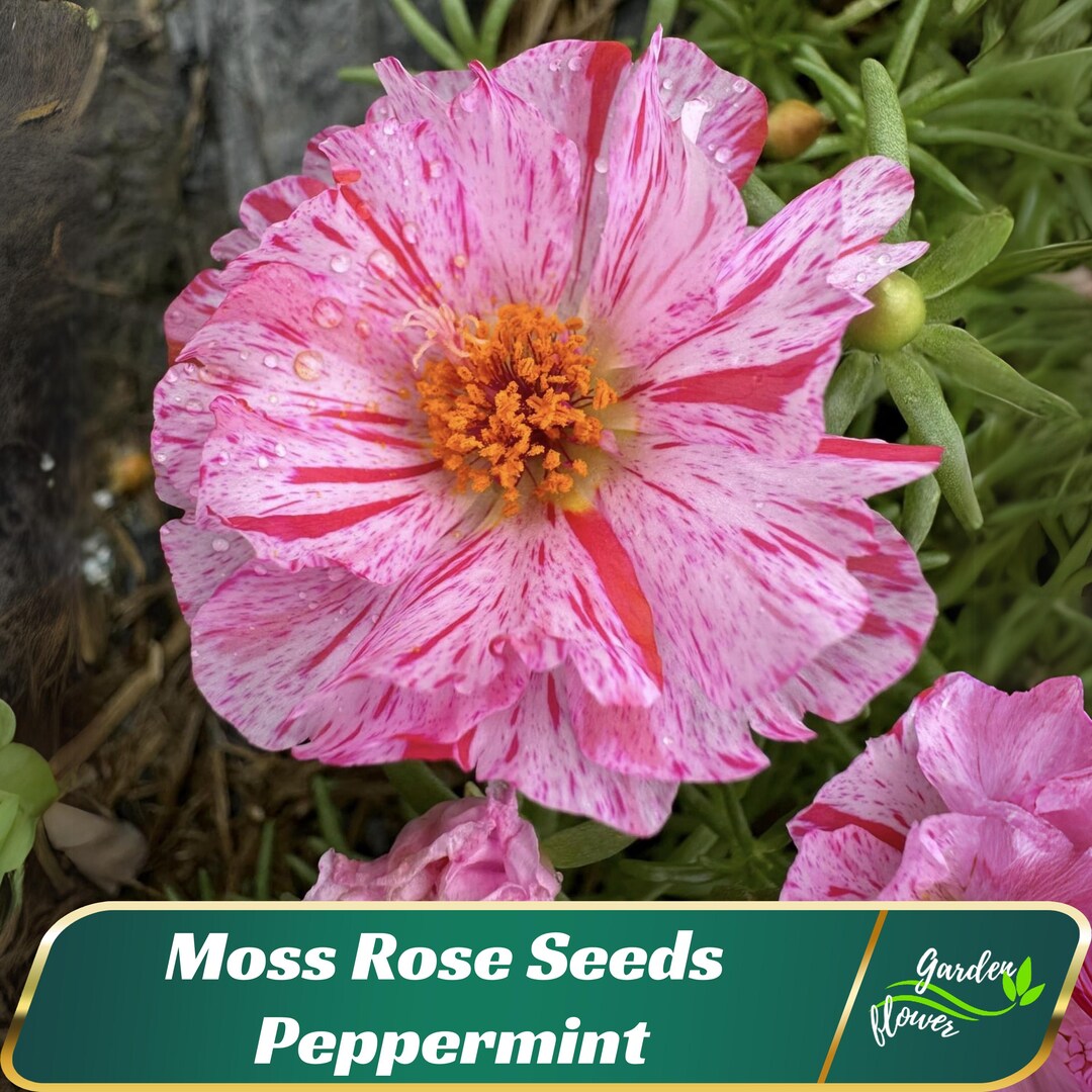 Moss Rose Seeds - Peppermint - Authentic Seeds ~ GMO Free ~ Seeds ...