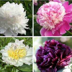 10+ Rare Seeds| Mix Peony Perennial Seeds - Perennial - Authentic Seeds ...