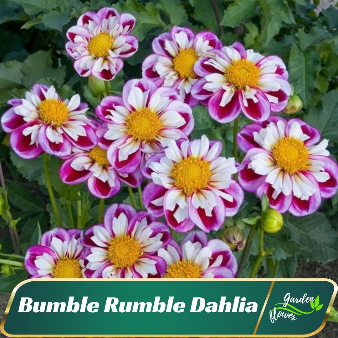 Purple White Bumble Rumble Dahlia Seeds - Perennial - Flowering - Fast ...