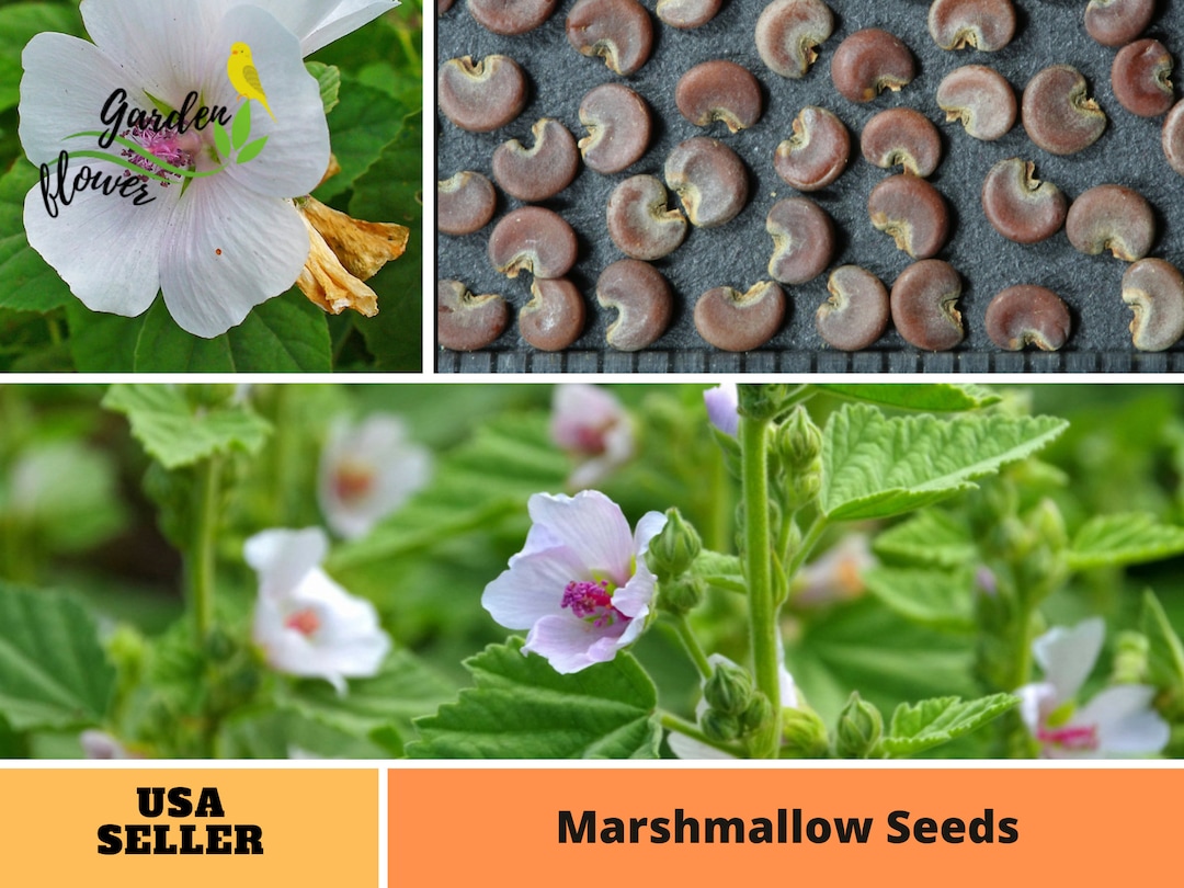 Marshmallow Seeds Perennial authentic Seeds-flowers organic. Non GMO ...