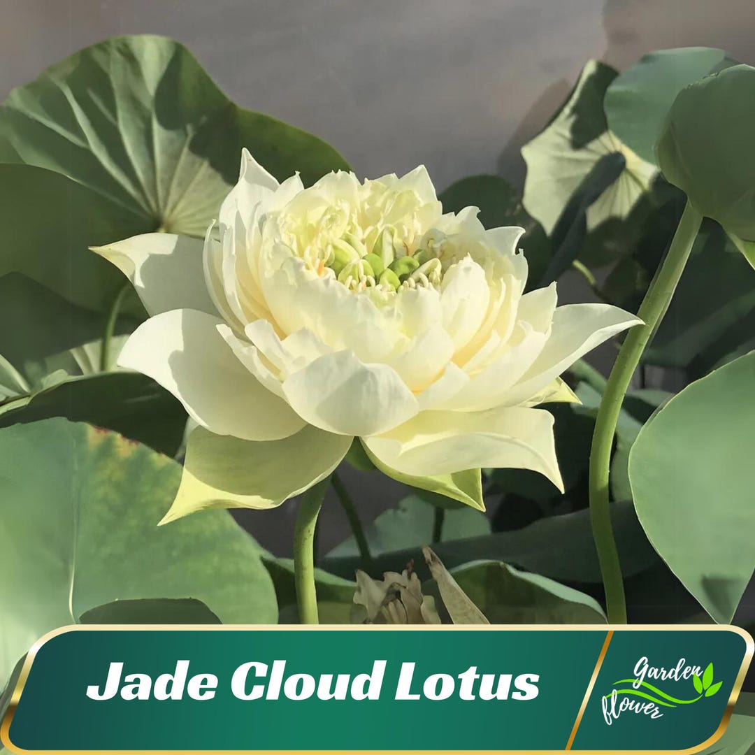 5+ Rare Seeds| Jade Cloud Lotus Seeds - Indian Lotus (nelumbo Nucifera) - Perennial - Edible ...