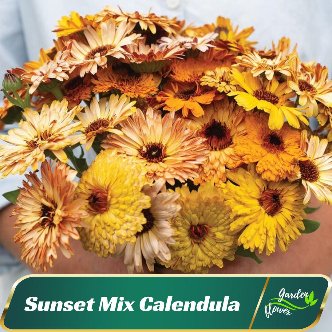 50 Seeds| Sunset Mix Calendula Seeds- Authentic Seeds - Open ...