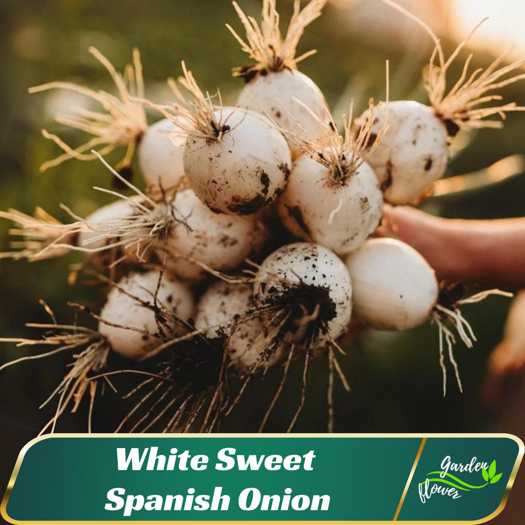 White Sweet Spanish Onion Seeds - Vegetable Seeds - Cold Resistant ...