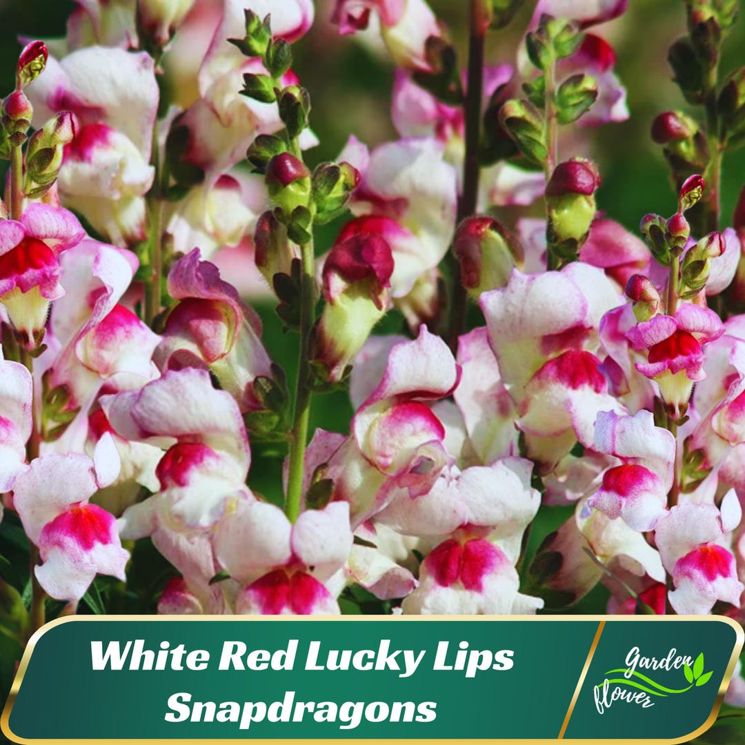 White Red Lucky Lips Snapdragons Seeds – Bicolor Antirrhinum Majus ...