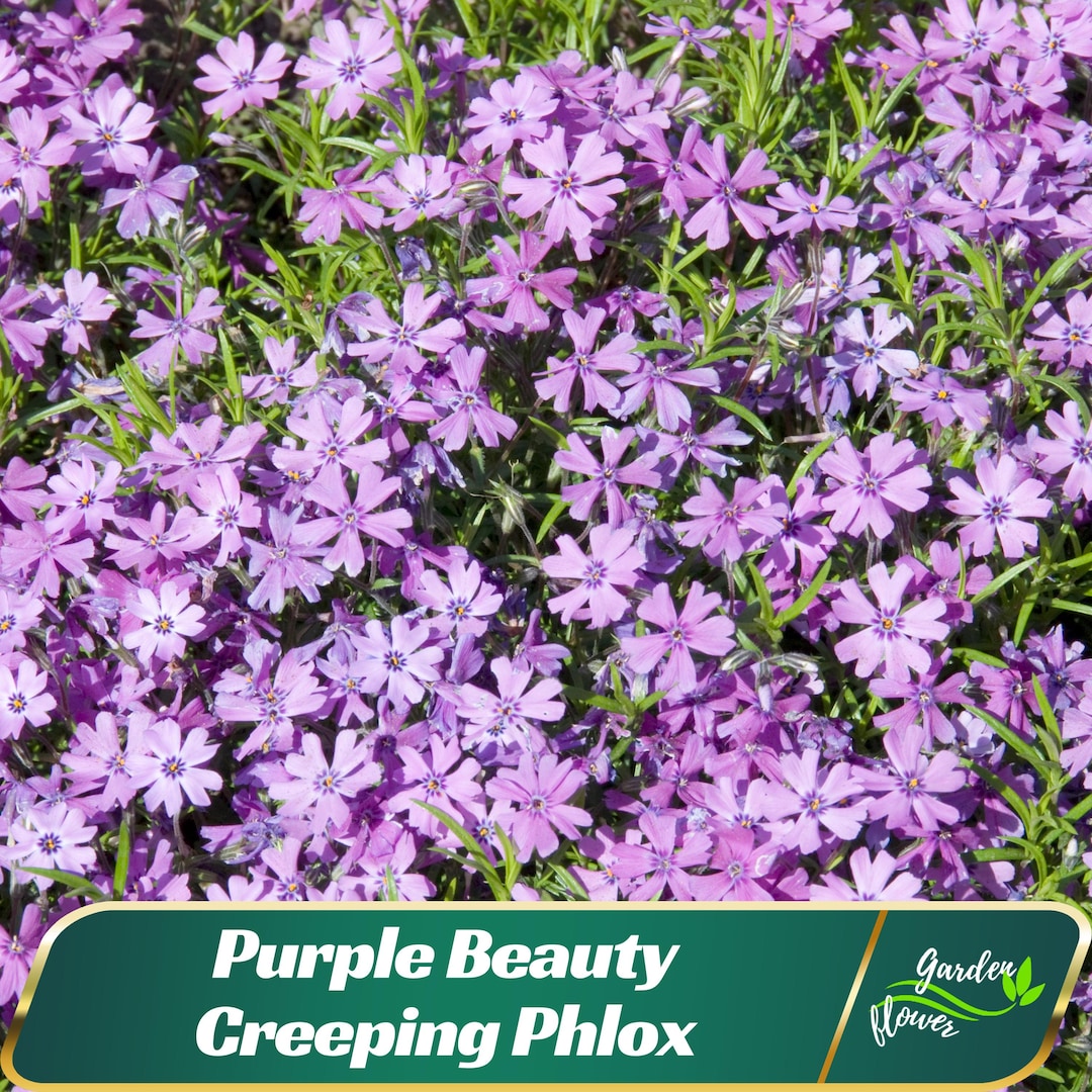 Purple Beauty Creeping Phlox Seeds – Ground Cover – Friendly - Open ...