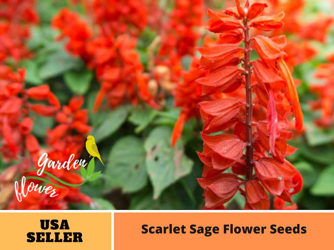 Scarlet Sage Seeds Perennial authentic Seeds-flowers organic. Non GMO ...