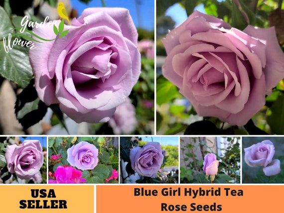 Blue Girl Rose Bush