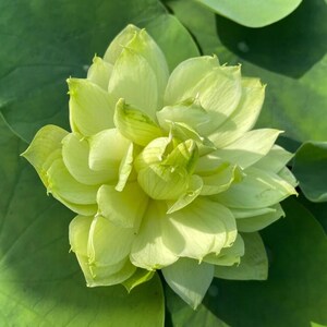 Prairie Star Mini Lotus Seeds | Rare Indian Lotus (nelumbo Nucifera) - Etsy