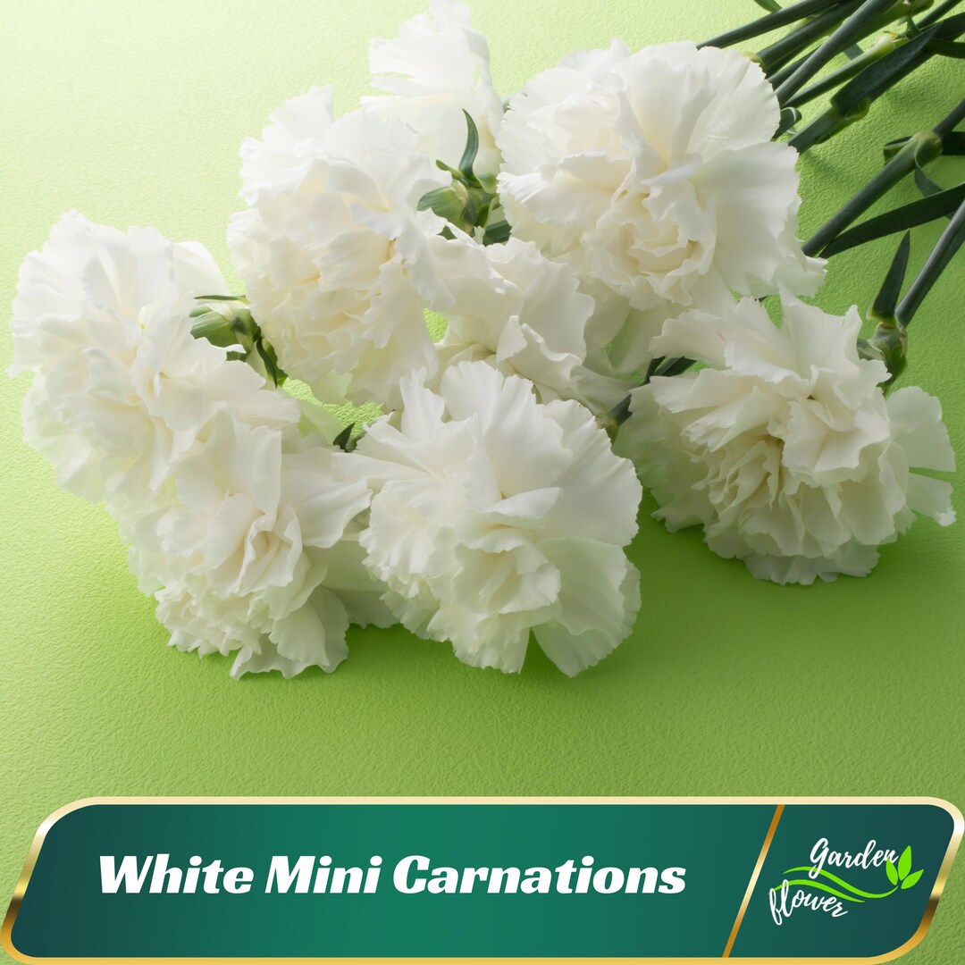 White Mini Carnations - Dianthus - Authentic Seeds - Cold Resistant ...