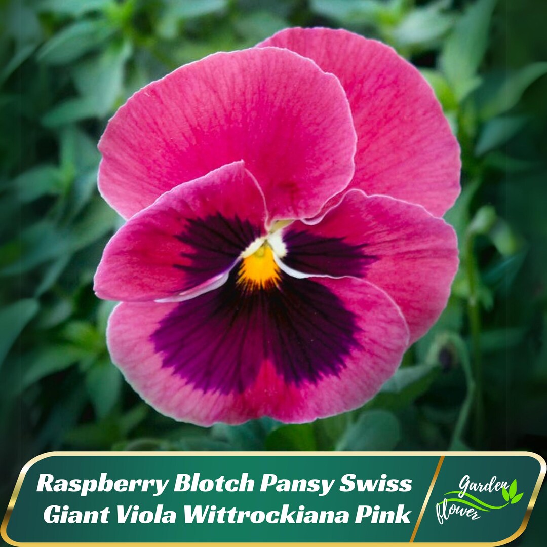 Raspberry Blotch Pansy Swiss Giant Viola Wittrockiana Pink Seeds - Open ...