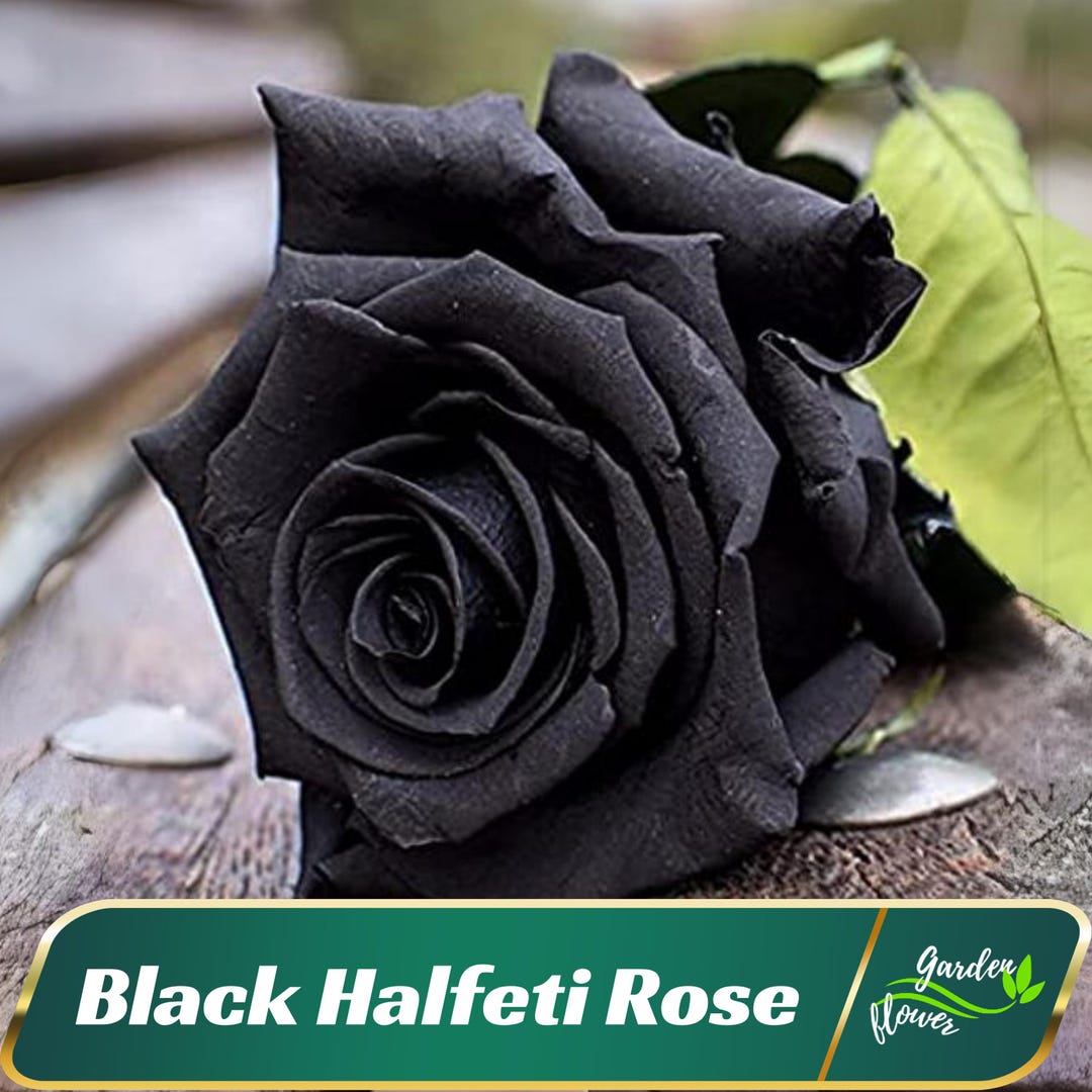 30+ Rare Seeds| Black Halfeti Rose Seeds - Perennial - Authentic Seeds ...