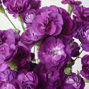 Moonberry Light Purple Mini Carnation - Authentic Seeds - Cold ...