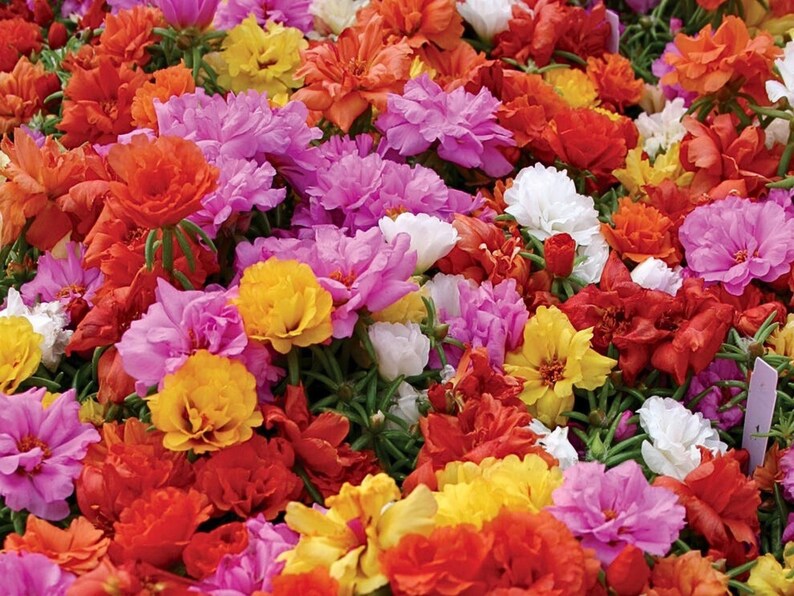 Portulaca 'sundial' Series - Authentic Seeds ~ GMO Free ~ Seeds~flower ...