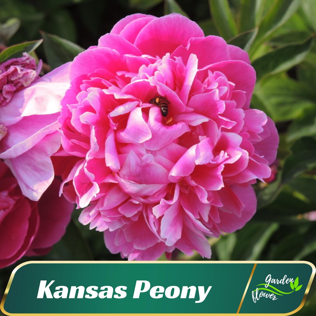 10+ Rare Seeds| Kansas Peony Seeds - Perennial - Authentic Seeds - Cold ...