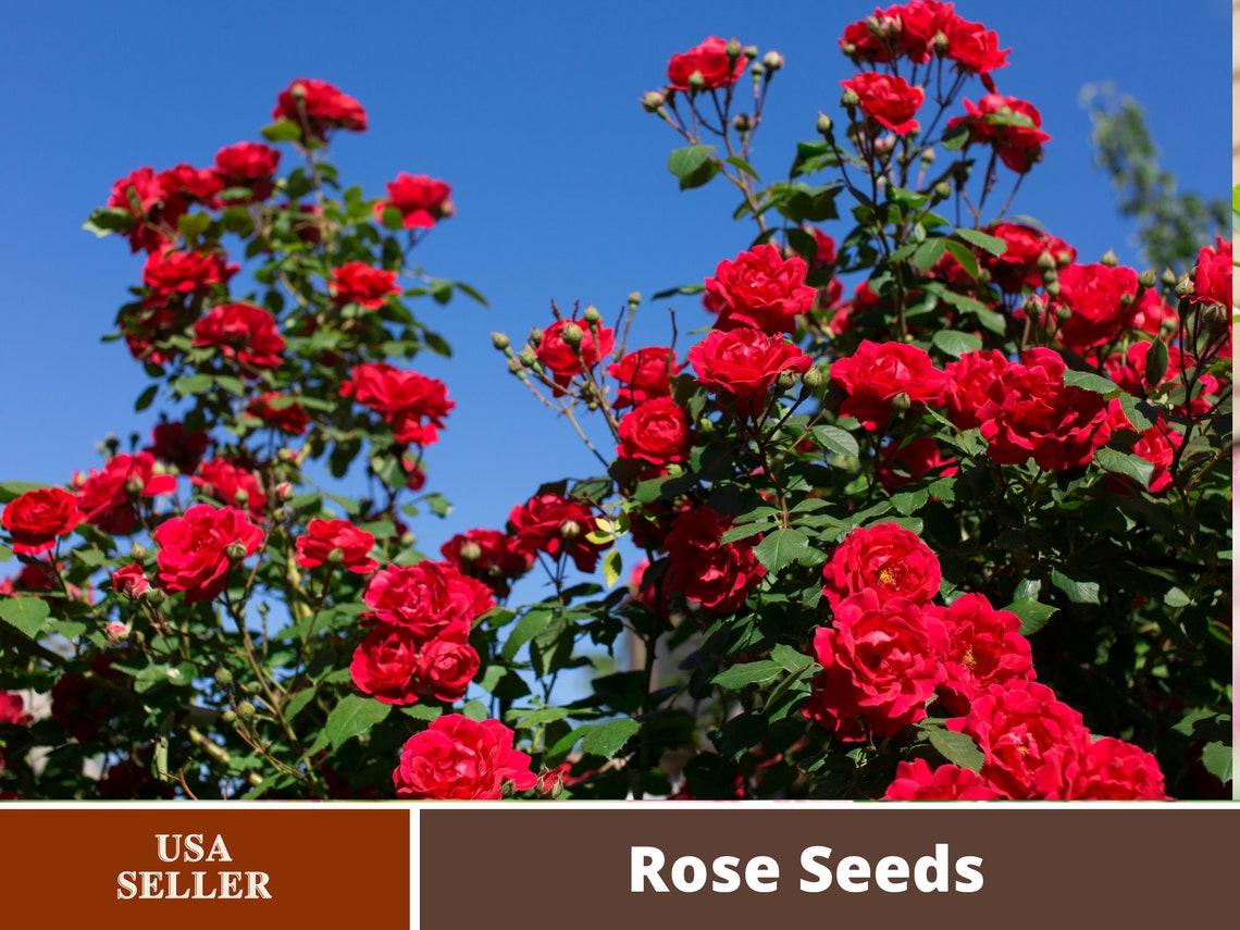 25 Rare Seed Red Climbing Rose Seeds seeds Fruit Seeds - Etsy