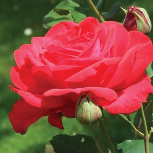 25+ Rare Seed| Red Rose Seeds - Perennial - Authentic Seeds - Rose ...