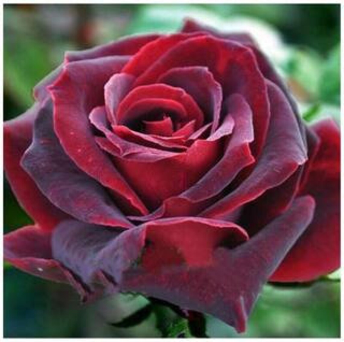 25 Pcs Rare Seedtrue Blood Rose Seeds perennial authentic - Etsy