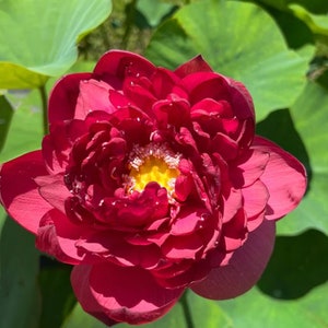 5 Heart Blood Lotus Seeds Indian Lotus nelumbo Nucifera Perennial ...