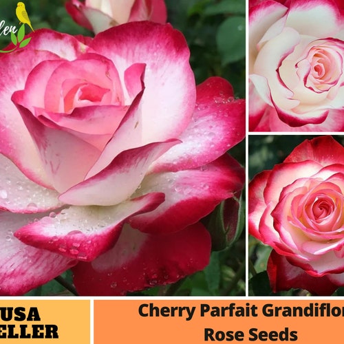 25 Rare Seed Red Rose Seeds-perennial authentic - Etsy