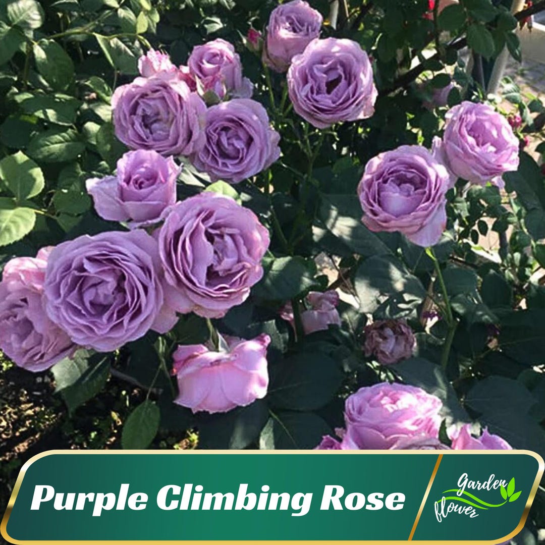 30+ Rare Seeds| Purple Climbing Rose Seeds- Perennial - Authentic Seeds ...