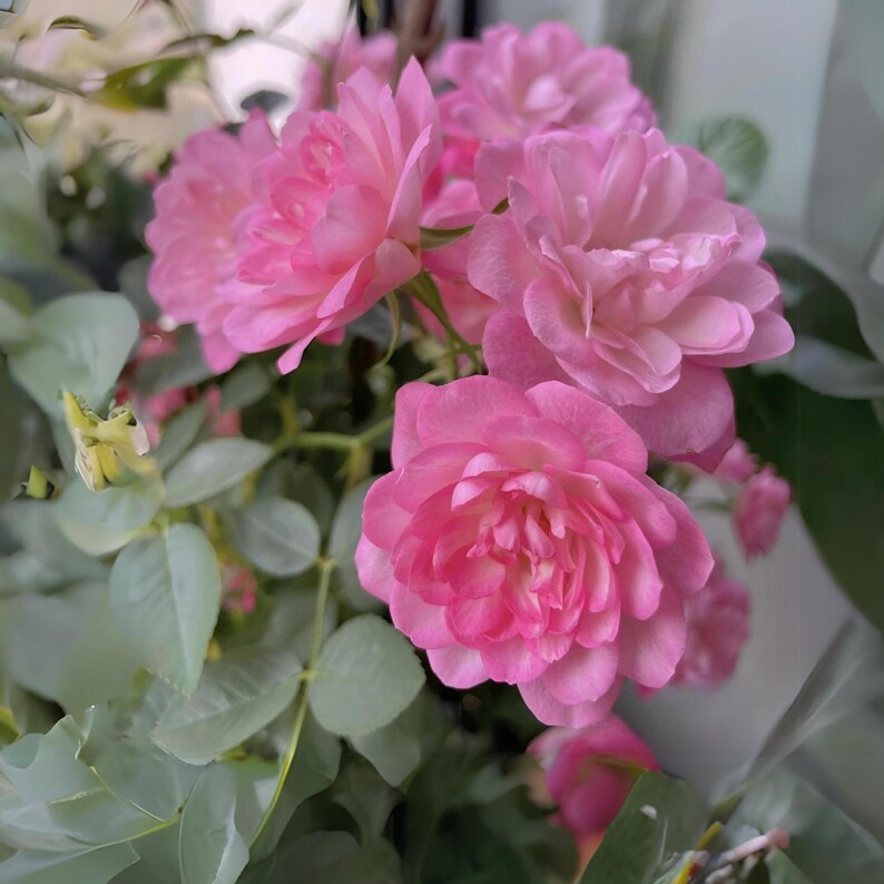 30 Lotus Star Rose Seeds – Perennial Authentic Flower Garden Planting ...