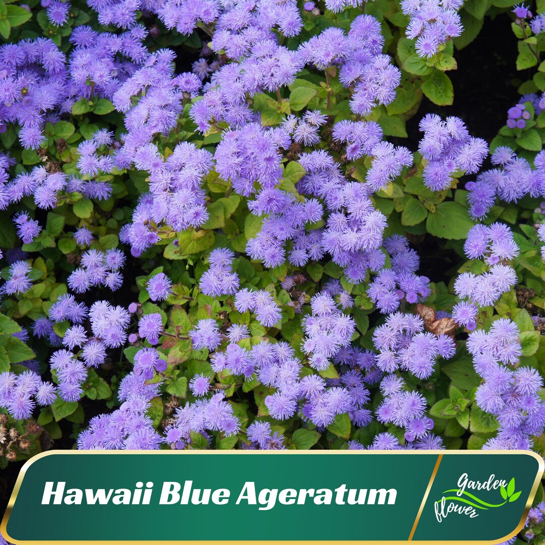 Hawaii Blue Ageratum Seeds - Potted - Fast Growing - Attracts ...