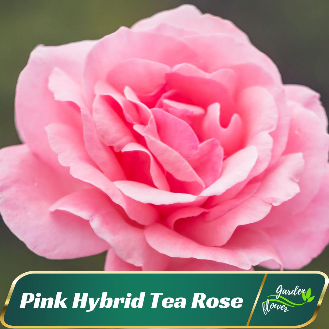25+ Rare Seeds| Pink Rose Seeds - Perennial - Authentic Seeds - Rose ...