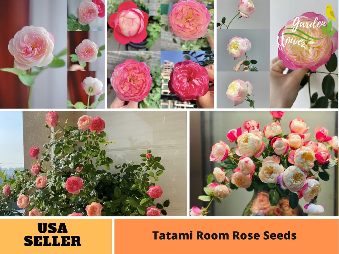 30 Rare Seeds Tatami Room Rose Seeds Perennial Authentic Seeds Rose ...