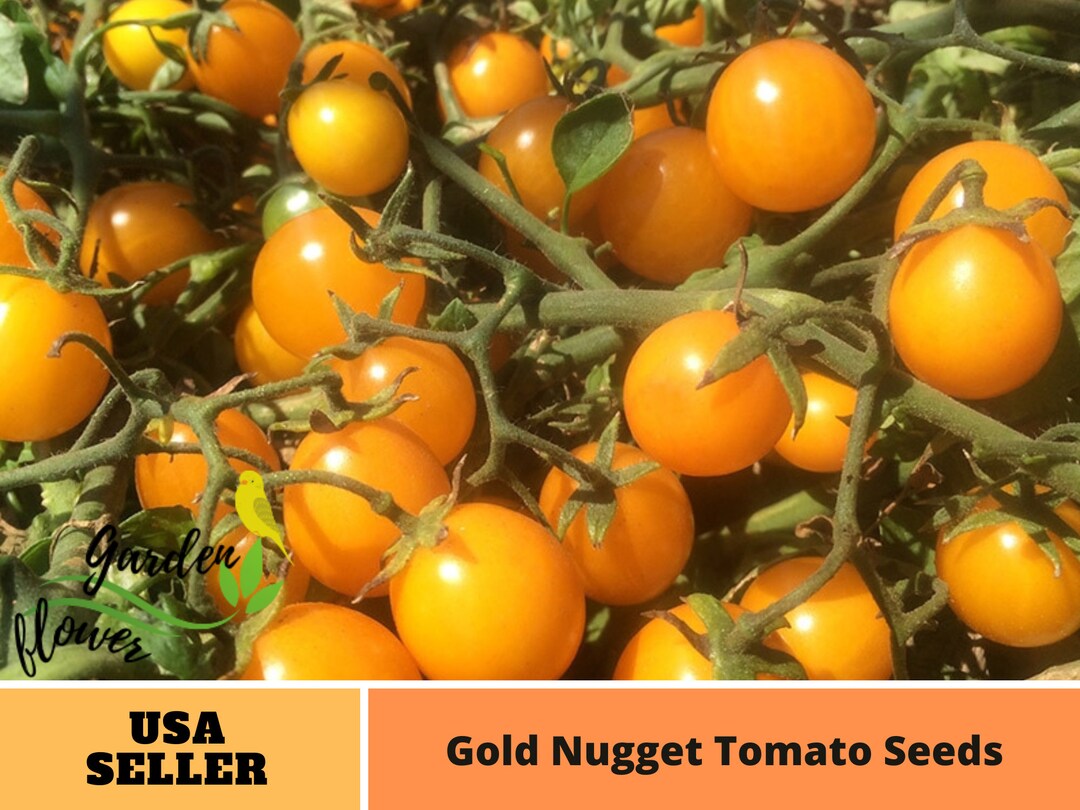 Gold Nugget Tomato Seeds Perennial authentic Seeds-flowers organic. Non ...