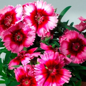 Diana Crimson Picotee Carnations - Dianthus - Authentic Seeds - Cold ...