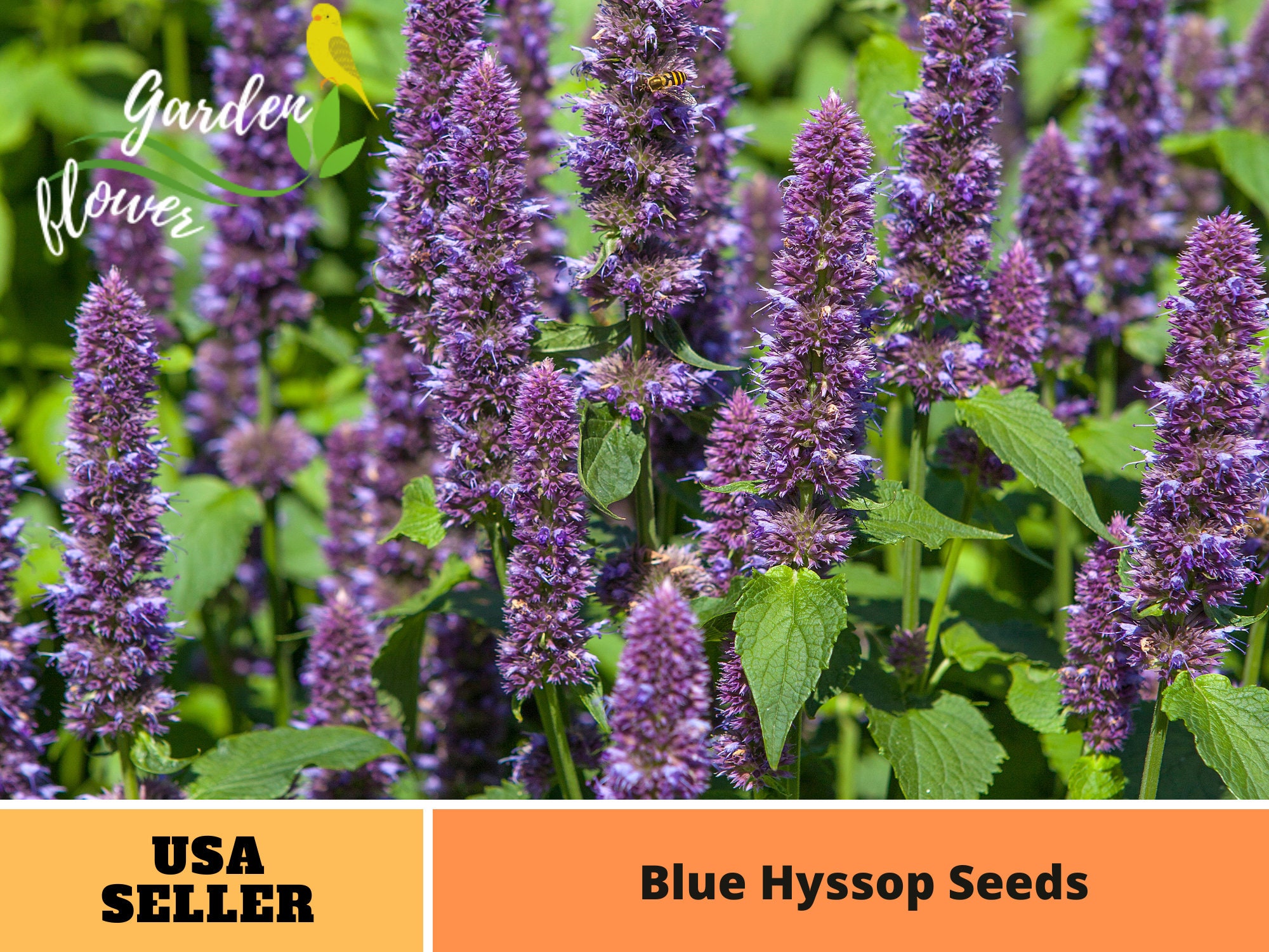 150 Seeds Blue Hyssop Seeds Perennial authentic - Etsy