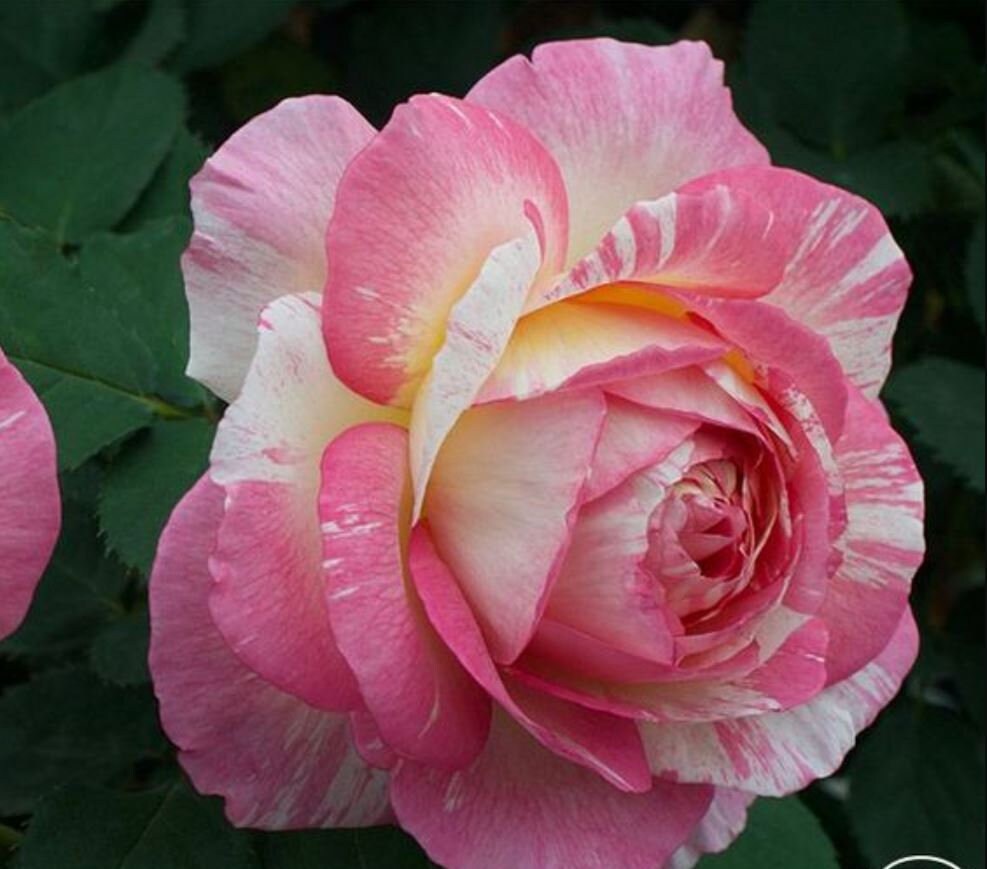 25 Rare Seeds Pink White Rose Seeds Perennial authentic - Etsy