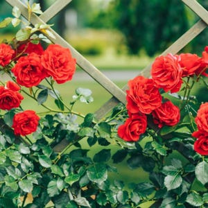25+ Rare Seed | Red Climbing Rose Seeds - Perennial - Authentic Seeds ...