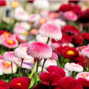 English Daisy Double Flower Mix Seeds - Authentic Seeds - Cold ...