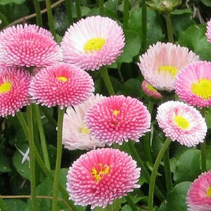 English Daisy Double Flower Mix Seeds - Authentic Seeds - Cold ...