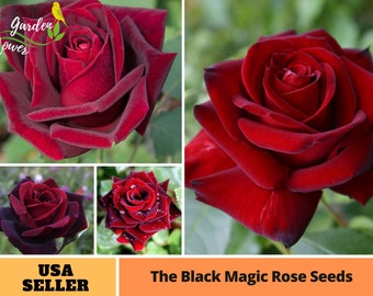 Rare Black Pink Purple Hibiscus Seeds black Rainbow Giant Flower ...