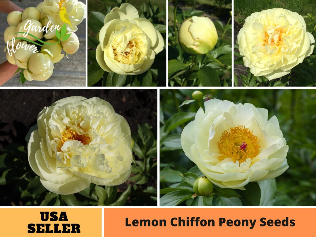10 Seeds Lemon Chiffon Peony Seeds perennial authentic - Etsy