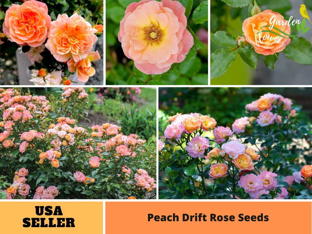 32 Seeds Peach Drift Rose Seeds Perennial Authentic Seeds Mix Seeds ...