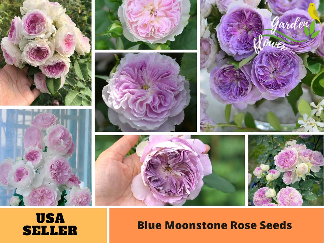 30 Rare Seeds Blue Moonstone Rose Seeds-perennial authentic Seeds ...