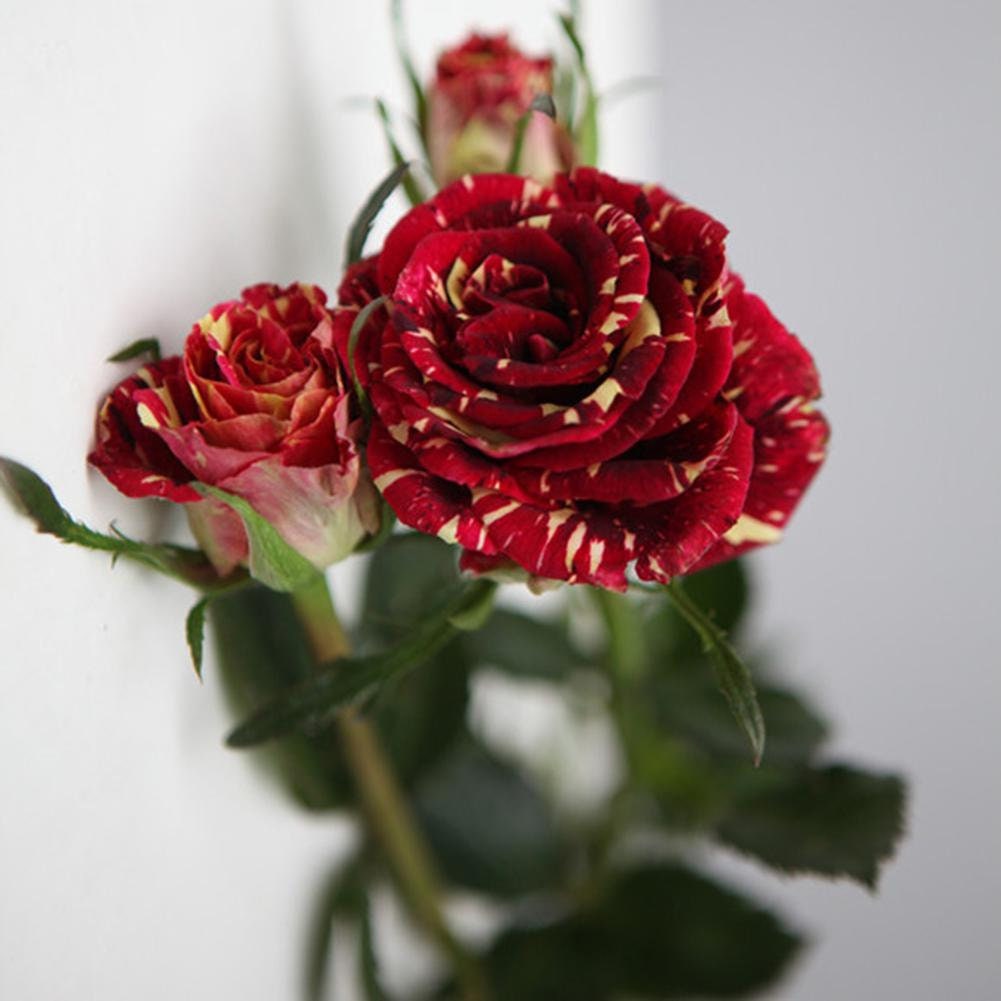 30+ Rare Seeds |meteor Shower Rose Seeds - Perennial - Authentic Seeds ...