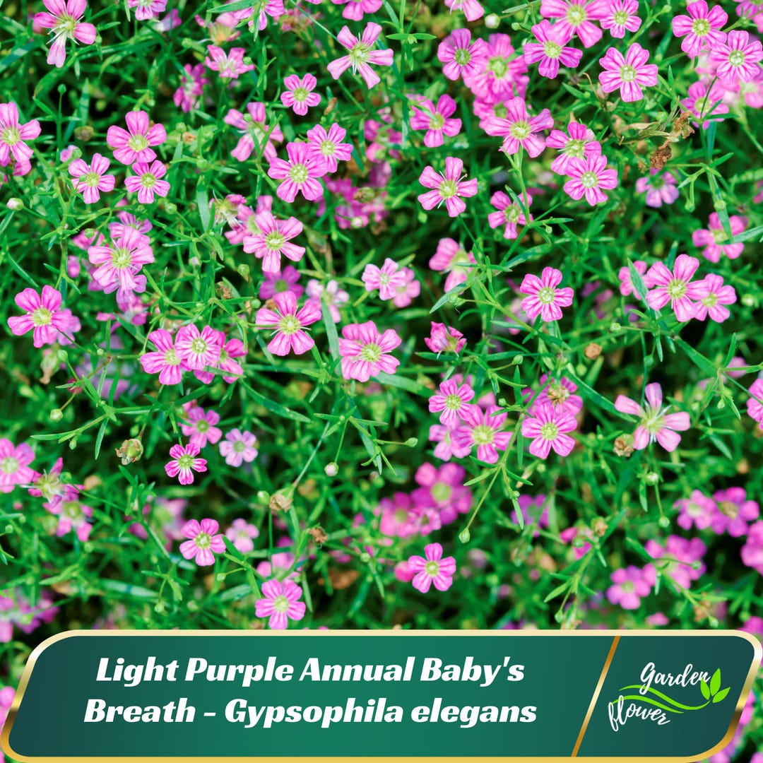 Light Purple Annual Baby's Breath Seeds - Gypsophila Elegans ...