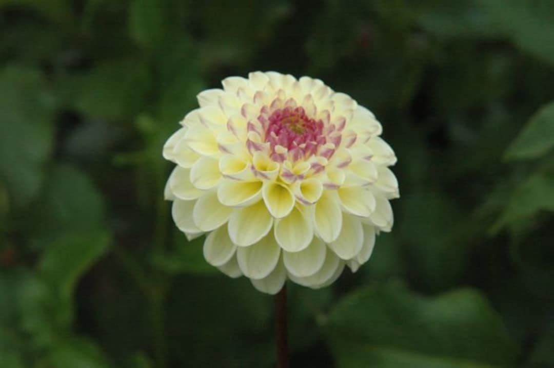 Yellow Cherish Dahlia Seeds Perennial authentic Seeds-flowers organic ...