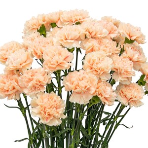 Peach Carnations - Dianthus - Authentic Seeds - Cold Resistant ...