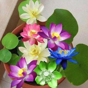 5+ Rare Seeds| Mix Colour Mini Lotus Seeds - Indian Lotus (nelumbo ...