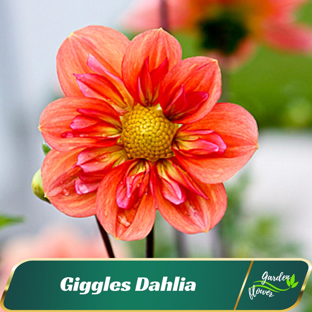 Giggles Dahlia Flower Seeds - Perennial - Fast Growing - Clumping ...