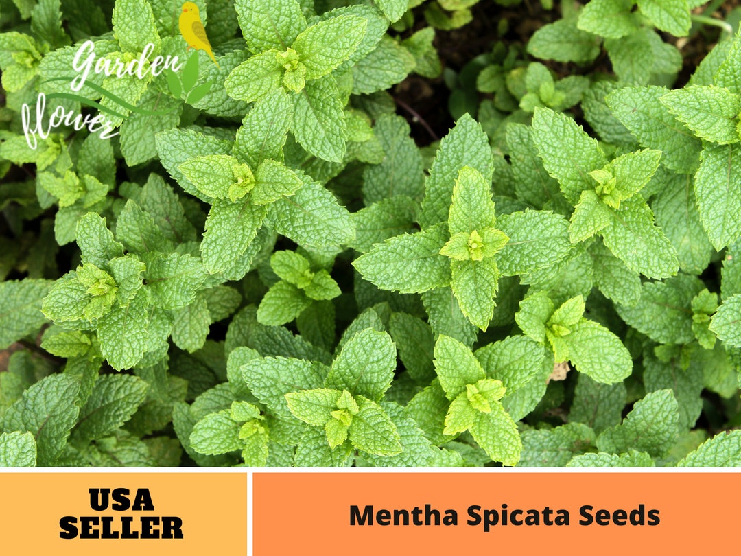 80 Seeds Mentha Spicata Seeds Perennial authentic Seeds-flowers organic ...
