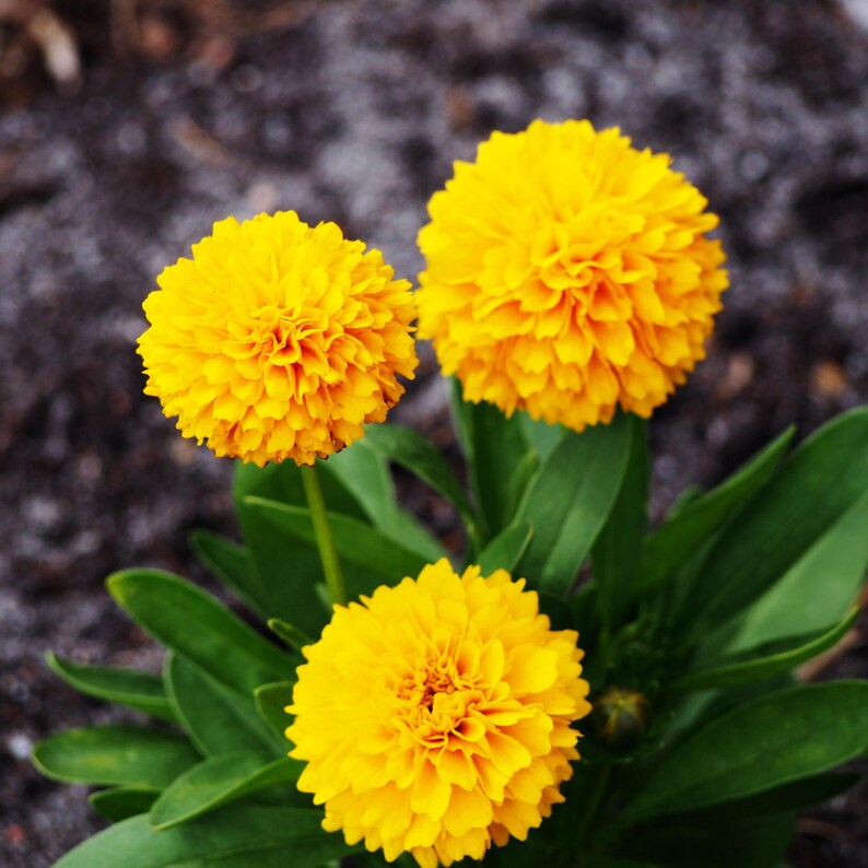 Solanna Golden Sphere Coreopsis Seeds – Coreopsis Grandiflora – Golden ...