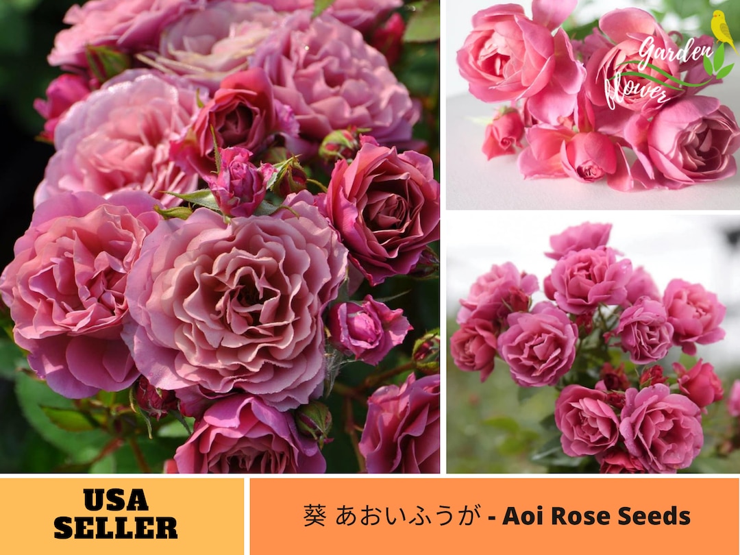 32 Seeds 葵 あおいふうが Aoi Rose Seeds Perennial Authentic Seeds Mix Seeds ...
